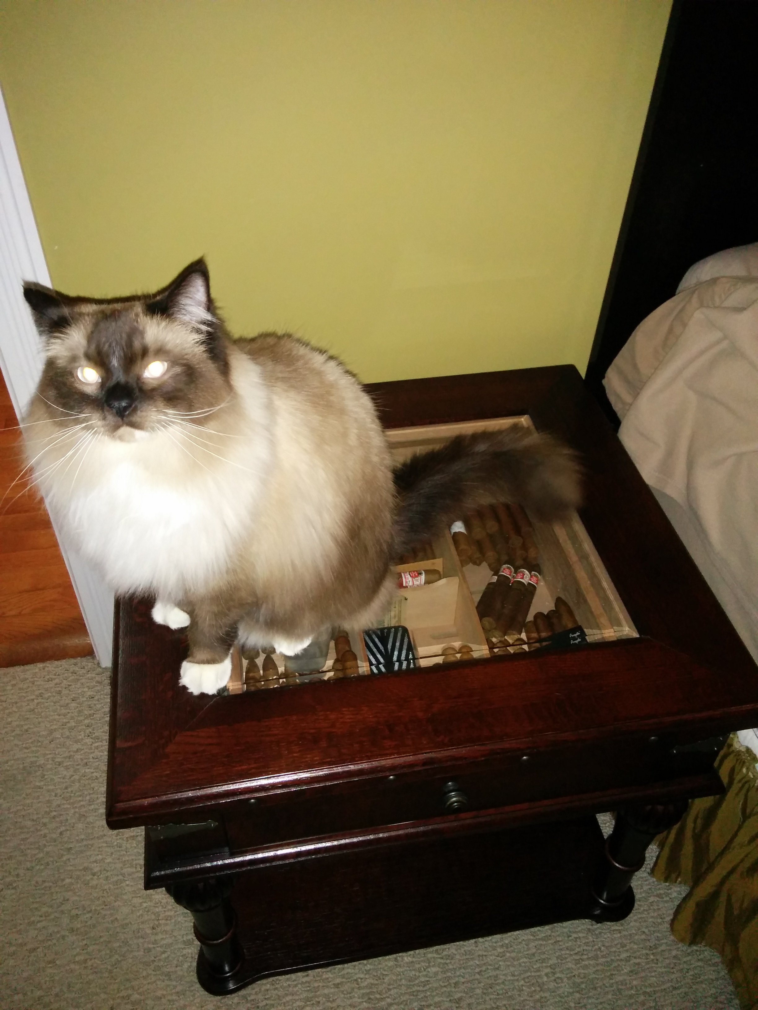 Cats and humidors don't mix. - General - Canada Cigar Forum
